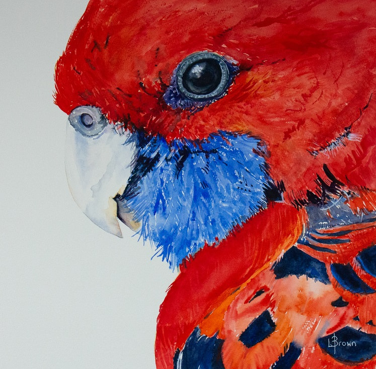 Crimson Rosella Drawing